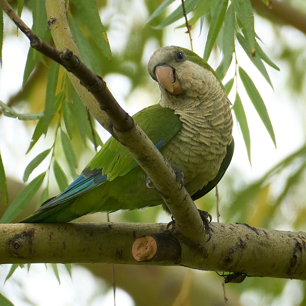 Monk Parrot - Dan & Angie's Bird Compendium